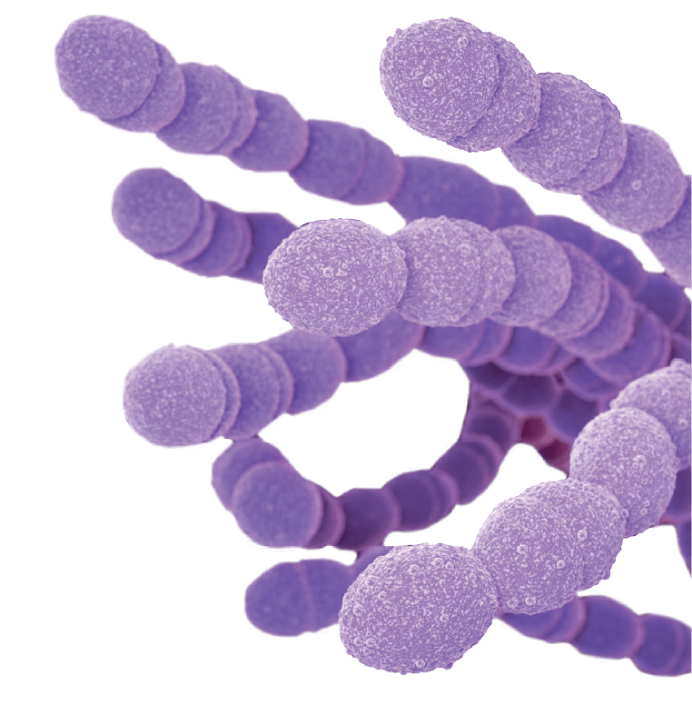 Home ISPPD2024 | ISPPD 2024 - 13th Meeting of ISPPD